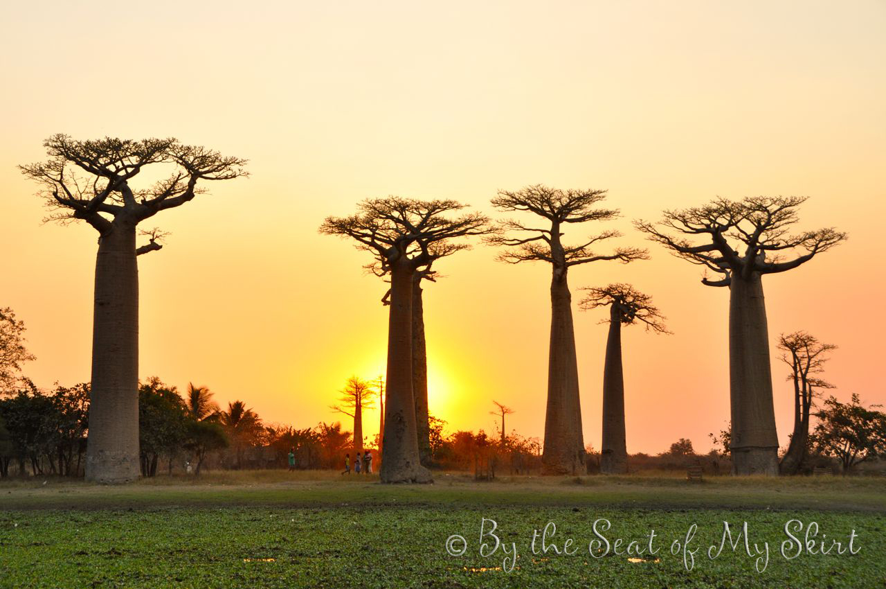 Avenue of the Baobabs — By the Seat of My Skirt